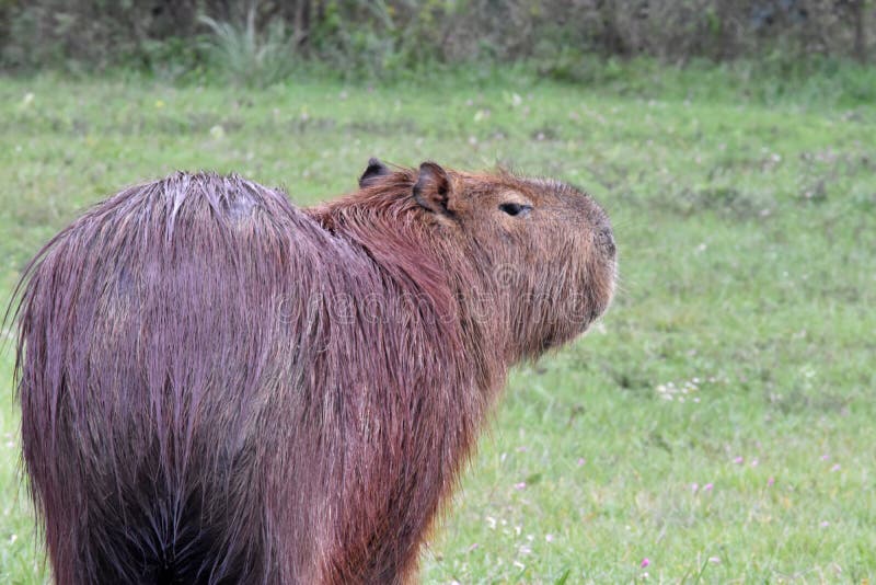 Capybara stock image. Image of portrait, brown, animal - 163206525