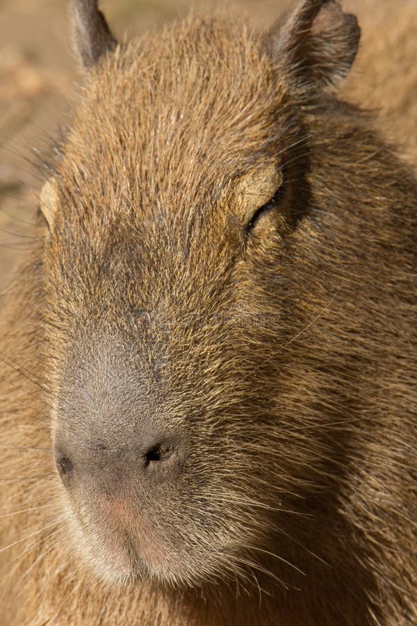 Capybara Big Rodent stock photo. Image of argentina - 142984030