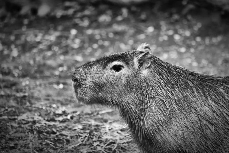 The Capybara Black and White Stock Photo - Image of nature, black ...