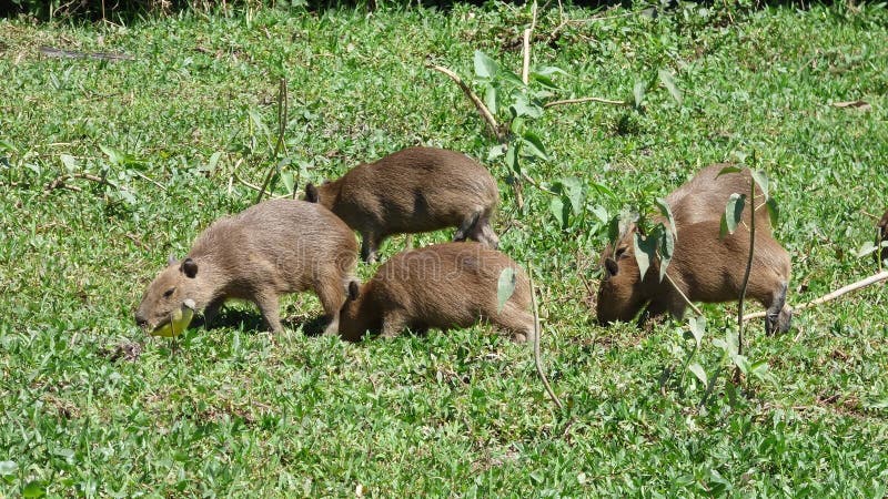 Capybara in Bolivia, South America. Stock Photo - Image of hydrochaeris ...