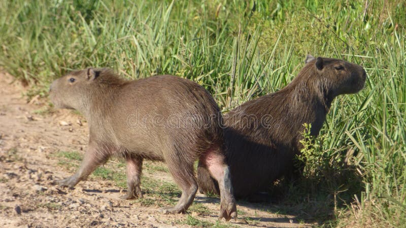 Capybara in Bolivia, South America. Stock Image - Image of rodent ...