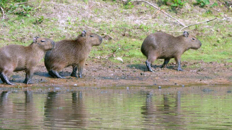 Capybara in Bolivia, South America. Stock Photo - Image of hydrochaeris ...