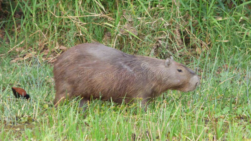 Capybara in Bolivia, South America. Stock Image - Image of adorable ...