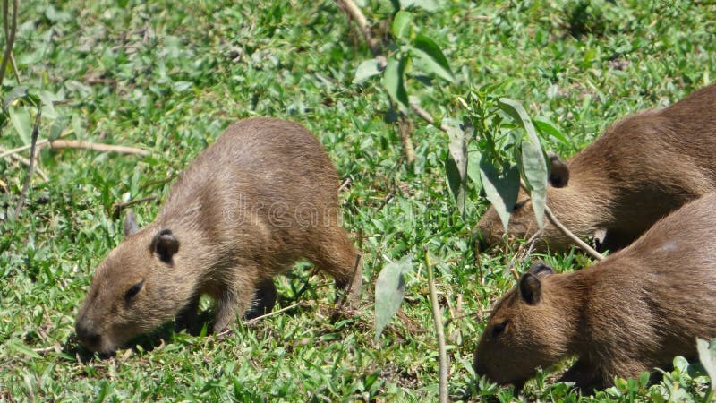 Capybara in Bolivia, South America. Stock Image - Image of rodent ...