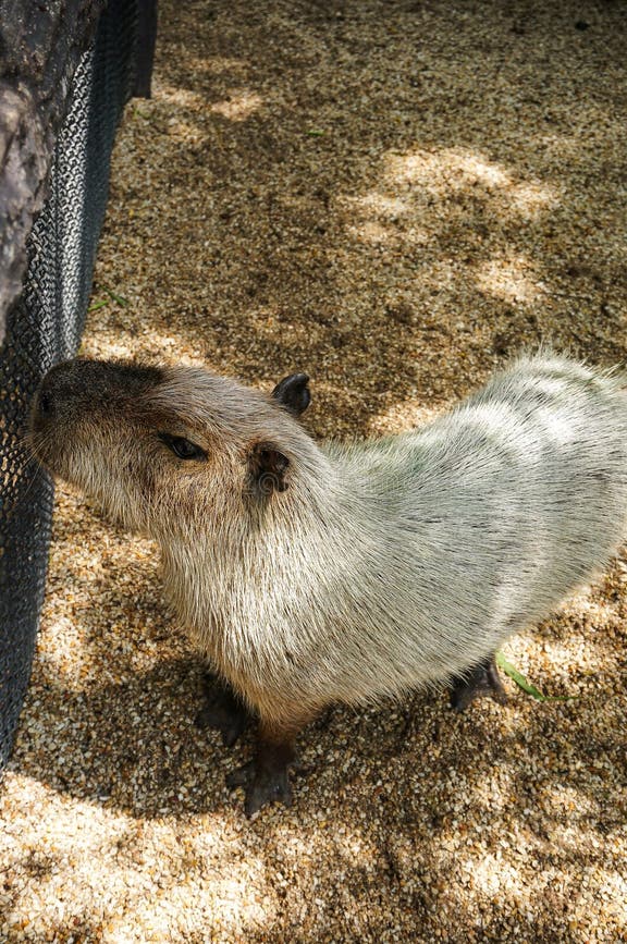 A Capybara in the cage stock image. Image of fascinating - 361347879