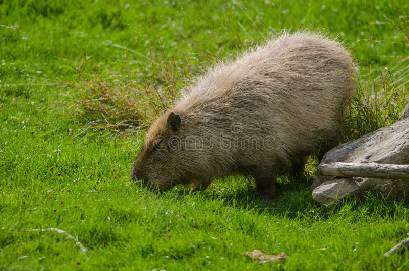 Capybara stock photo. Image of biggest, family, brown - 108515492