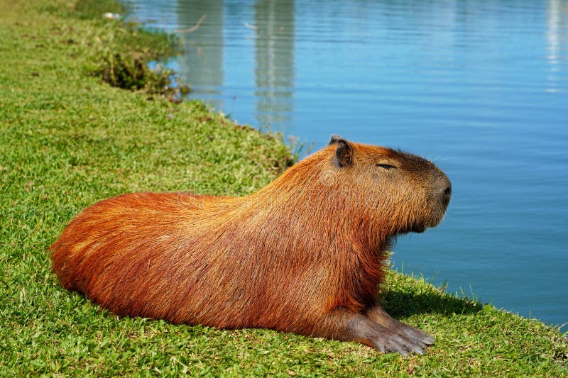 Capybara Chilling Peaceful Lying by the Lake Stock Photo - Image of ...