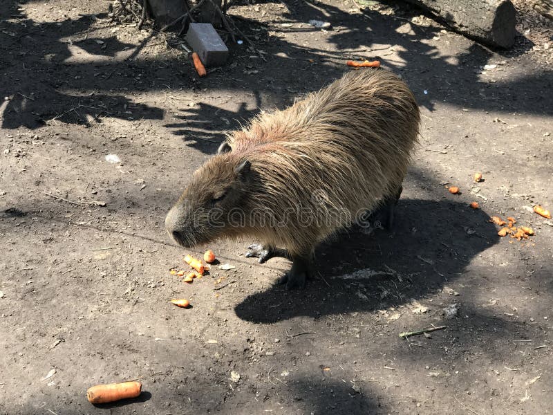 Capybara in the City Park. Having Dinner Stock Image - Image of grass ...