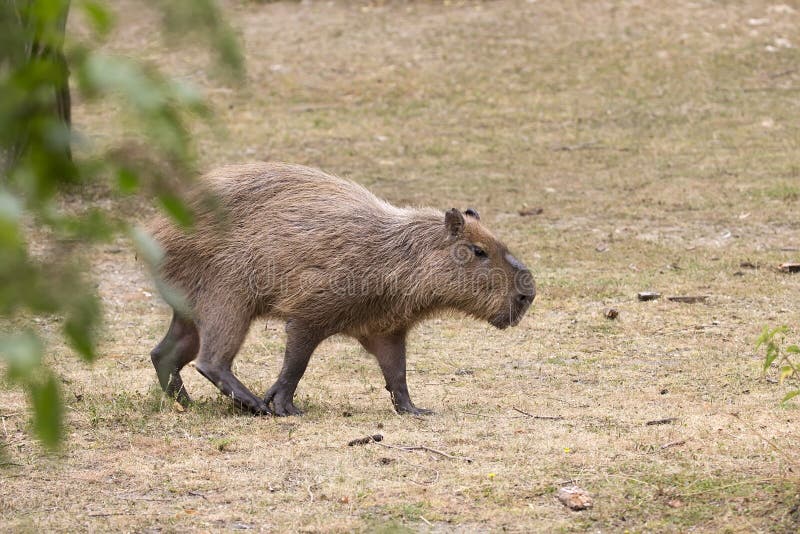 Capybara In A Clearing In The Wild Stock Image - Image of capybara ...