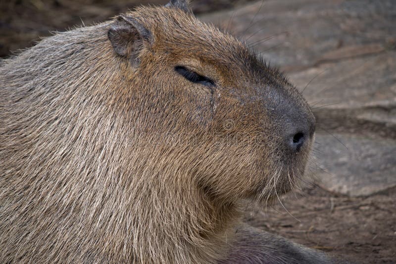 Capybara side view stock photo. Image of furry, animal - 130504718