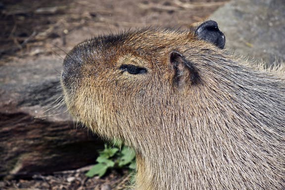 Capybara side view stock image. Image of ears, capybara - 130504697