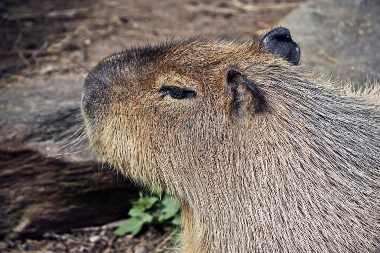 Capybara side view stock image. Image of ears, capybara - 130504697