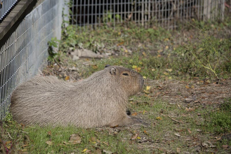 Pair of Capybara Swimming Partially Submerged Along Riverbank Stock ...