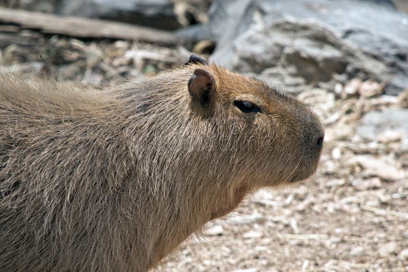 Capybara side view stock photo. Image of furry, animal - 130504718