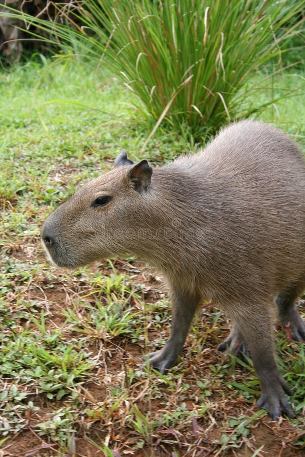 Capybara confused stock image. Image of marsh, excursion - 1468131