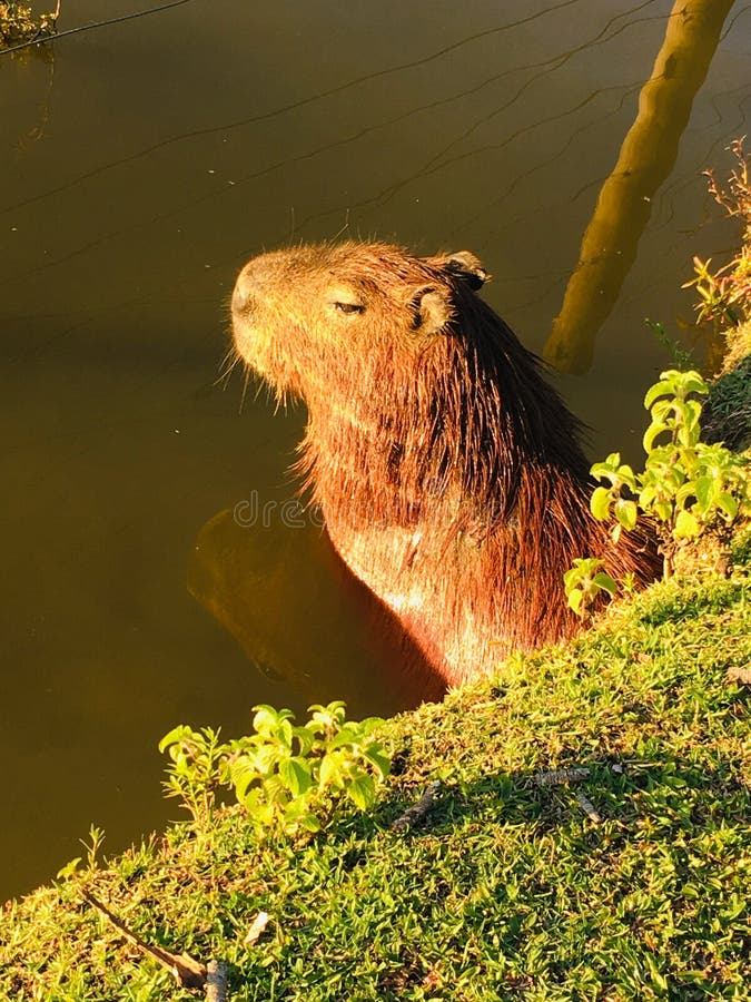 Biggest Roddent in the World - Capybara Stock Photo - Image of capybara ...