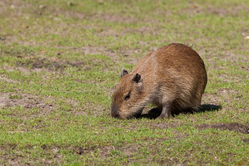 Capybara stock image. Image of peru, food, hydrochoerus - 10990213