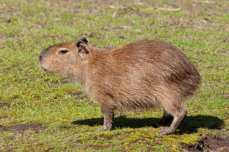 Capybara confused stock image. Image of marsh, excursion - 1468131
