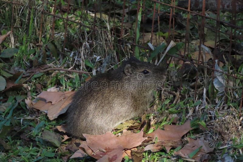 Capybara Cub in Its Natural Habitat in a Park Stock Image - Image of ...