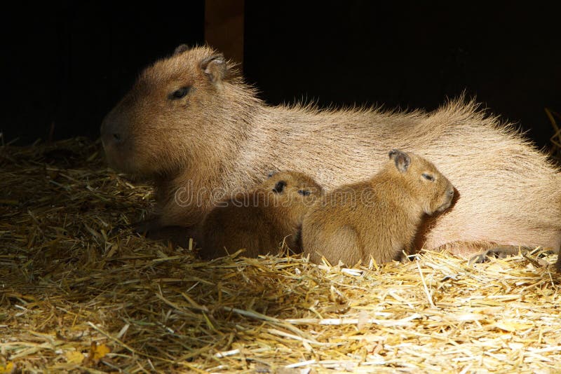 Capybara with cubs. stock image. Image of family, caviidae - 178797587
