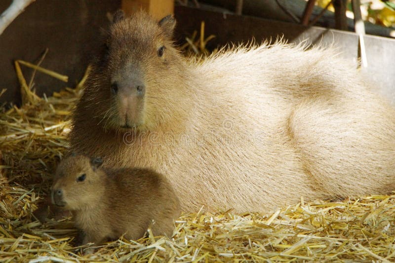 Capybara with cubs. stock image. Image of baby, babies - 178797755