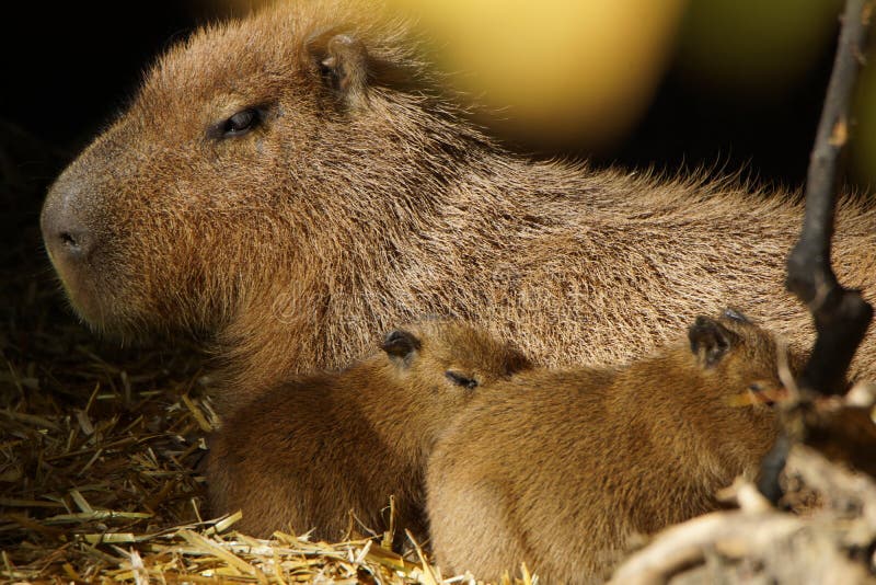 126 Capybara Babies Stock Photos - Free & Royalty-Free Stock Photos ...