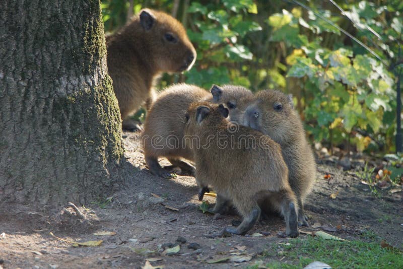 Capybara with cubs. stock image. Image of america, south - 178797971