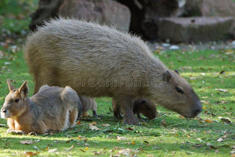 Capybara cubs. stock photo. Image of hydrochaeris, mother - 178798718