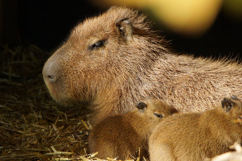 Capybara with cubs. stock photo. Image of baby, wild - 178798002