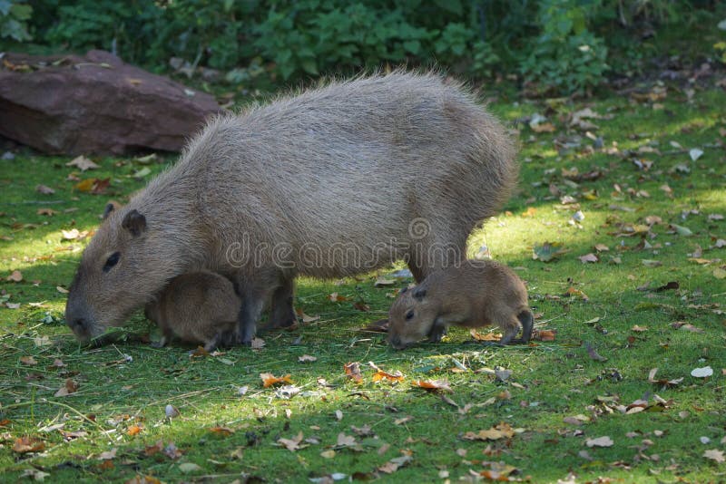Capybara with cubs. stock image. Image of carpincho - 178798045