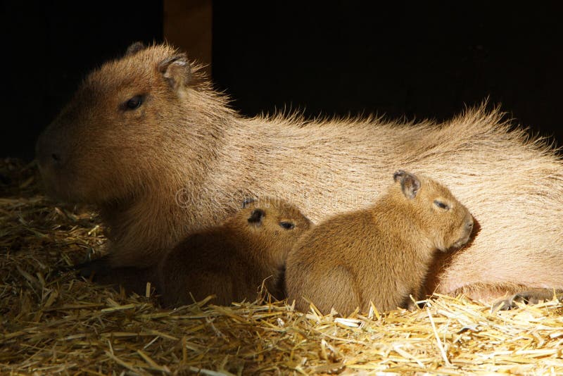 Capybara with cubs. stock image. Image of green, babies - 178798055