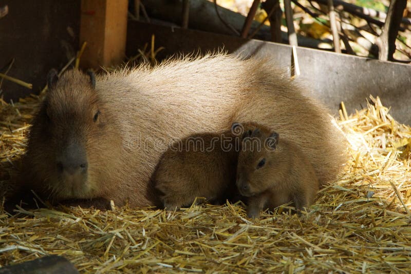 Capybara with cubs. stock image. Image of rodent, capybara - 178798103