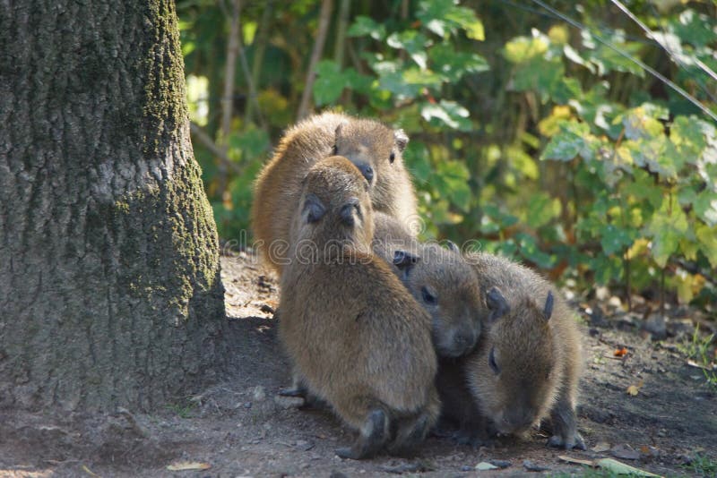 Capybara with cubs stock photo. Image of family, capybara - 11936826