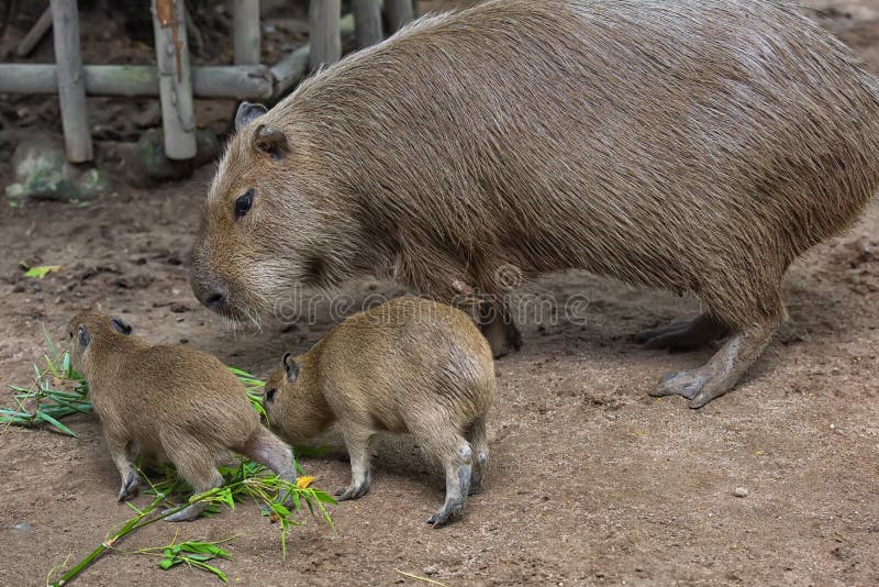 Capybara with cubs stock photo. Image of fauna, climate - 125029784