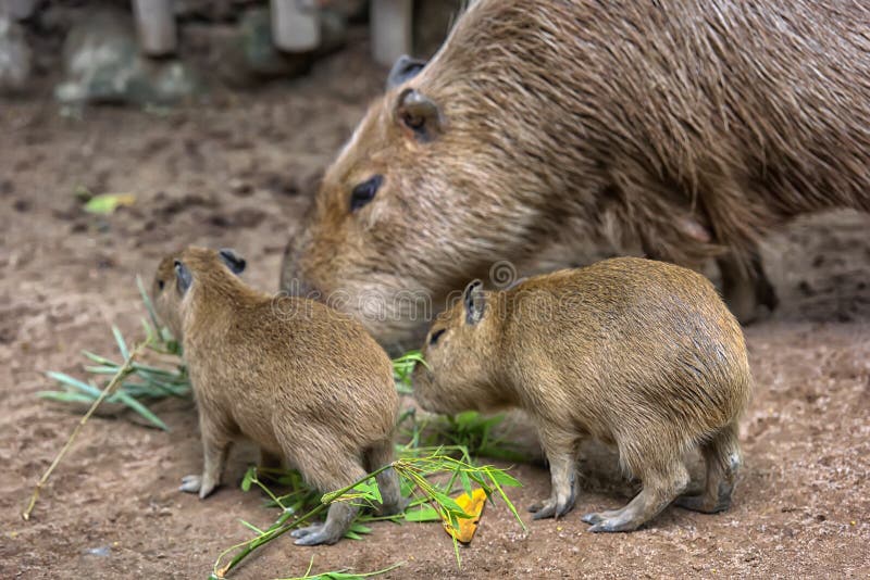 Capybara with cubs stock photo. Image of family, capybara - 11936826
