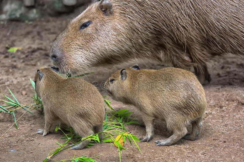 Capybara with cubs stock photo. Image of family, capybara - 11936826
