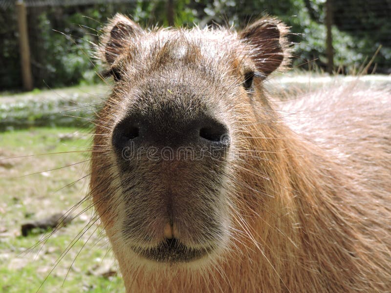 Capybara Cuteness stock photo. Image of camera, smile - 66836738