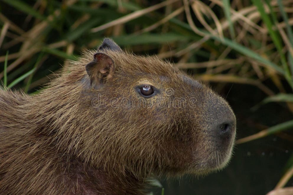 Capybara stock image. Image of snout, olhos, nature - 355271799