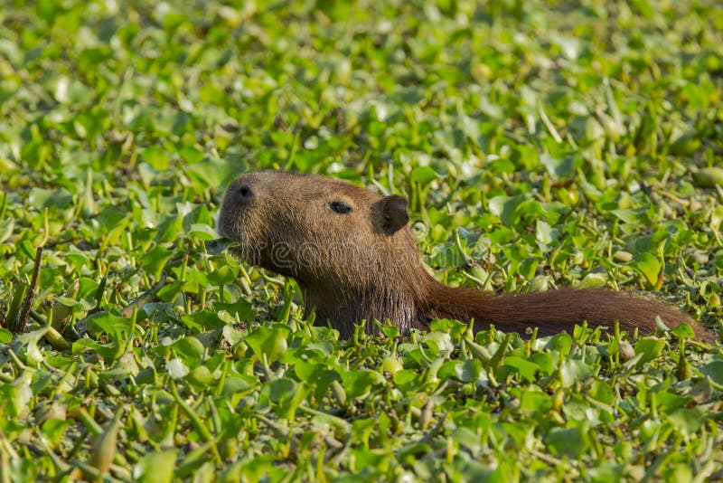 Close-up Capybara Die Waterhyacinten Smakken Stock Afbeelding - Image ...