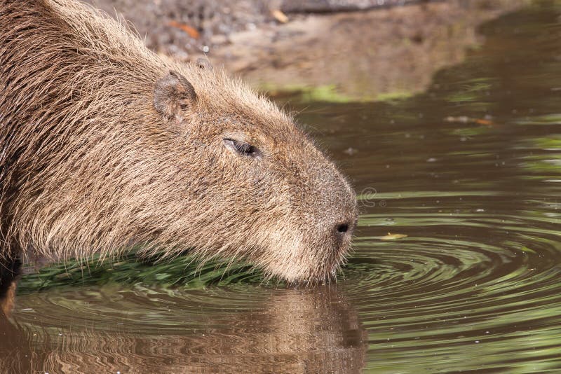 Capybara foraging stock photo. Image of cute, america - 25837236