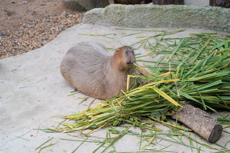 Capybara Eat Feeding Food Green Grass. Stock Image - Image of mouse ...
