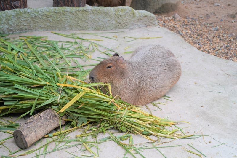 Capybara Eat Feeding Food Green Grass. Stock Image - Image of monkey ...