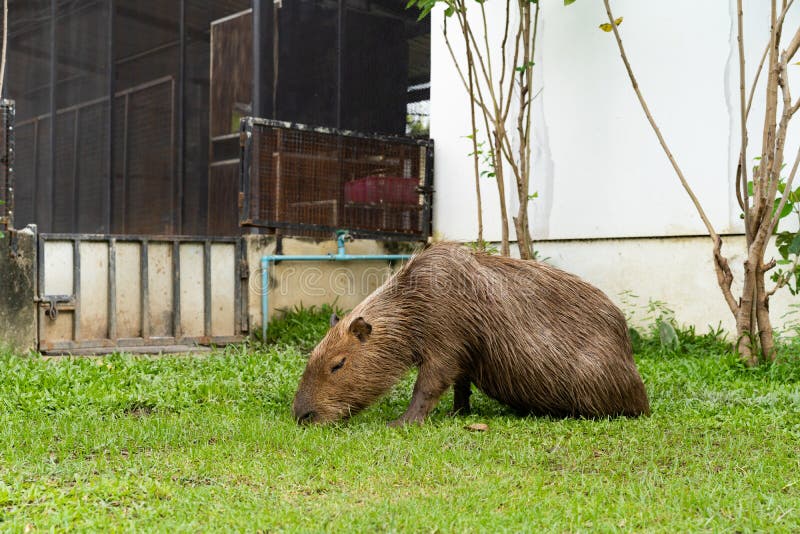 A capybara is eating food stock photo. Image of family - 197681894