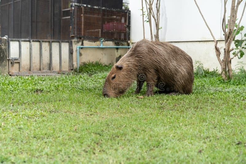 A capybara is eating food stock photo. Image of pantanal - 197681918