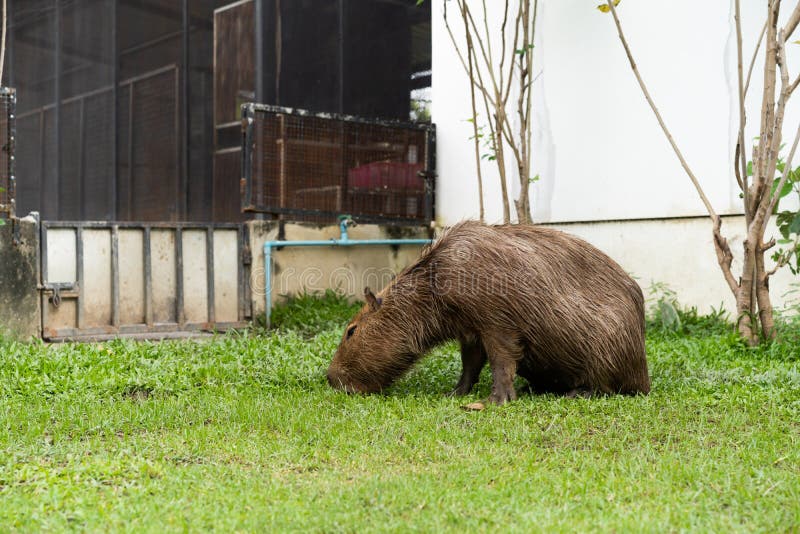 A capybara is eating food stock image. Image of grass - 197681925