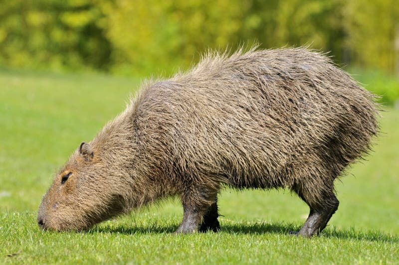 Capybara eating grass stock photo. Image of south, green - 9592174