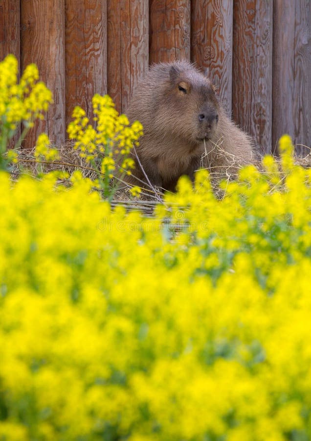Capybara Eating Grass