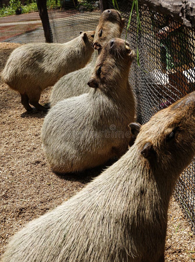 Group of Capybara in the Cage Stock Image - Image of animals, rural ...