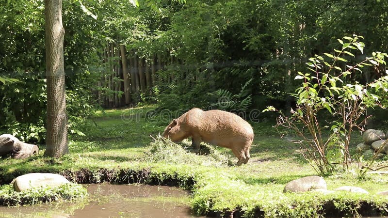 Capybara Eats Food in an Open-air Cage in a Zoo Stock Video - Video of ...