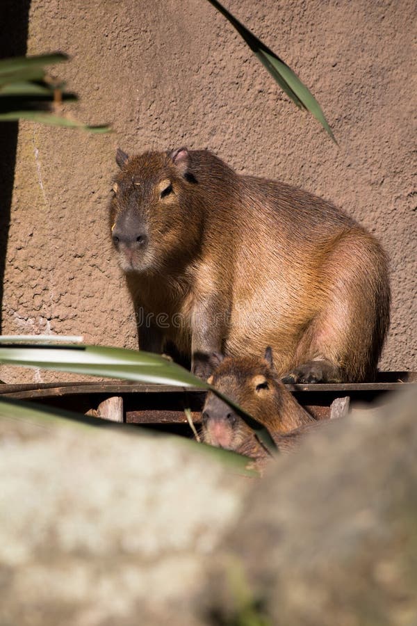 Capybara enjoying the sun stock image. Image of resting - 21897159